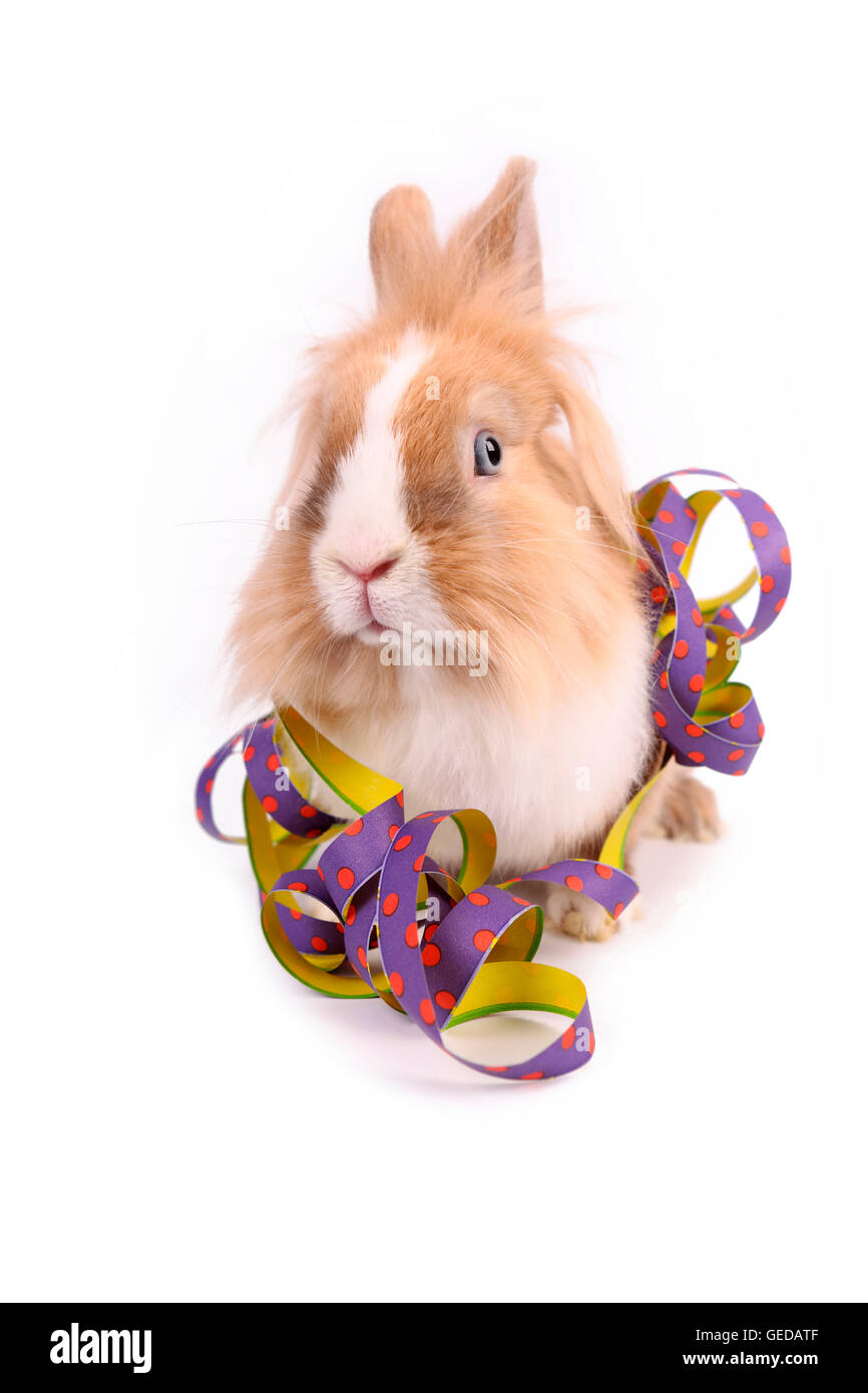 Lion-headed Dwarf Rabbit with colorful paper streamers. Studio picture ...
