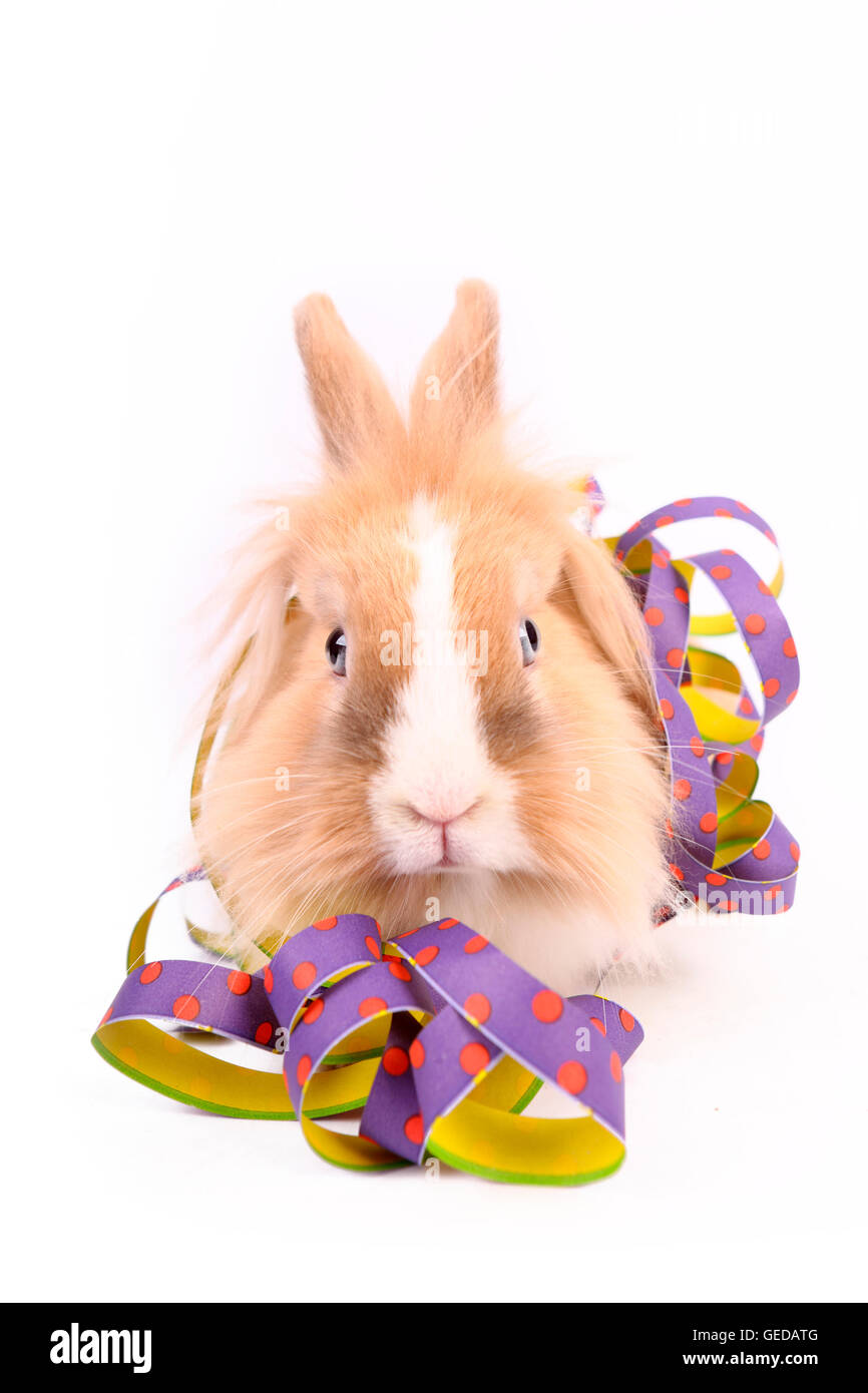 Lion-headed Dwarf Rabbit with colorful paper streamers. Studio picture ...