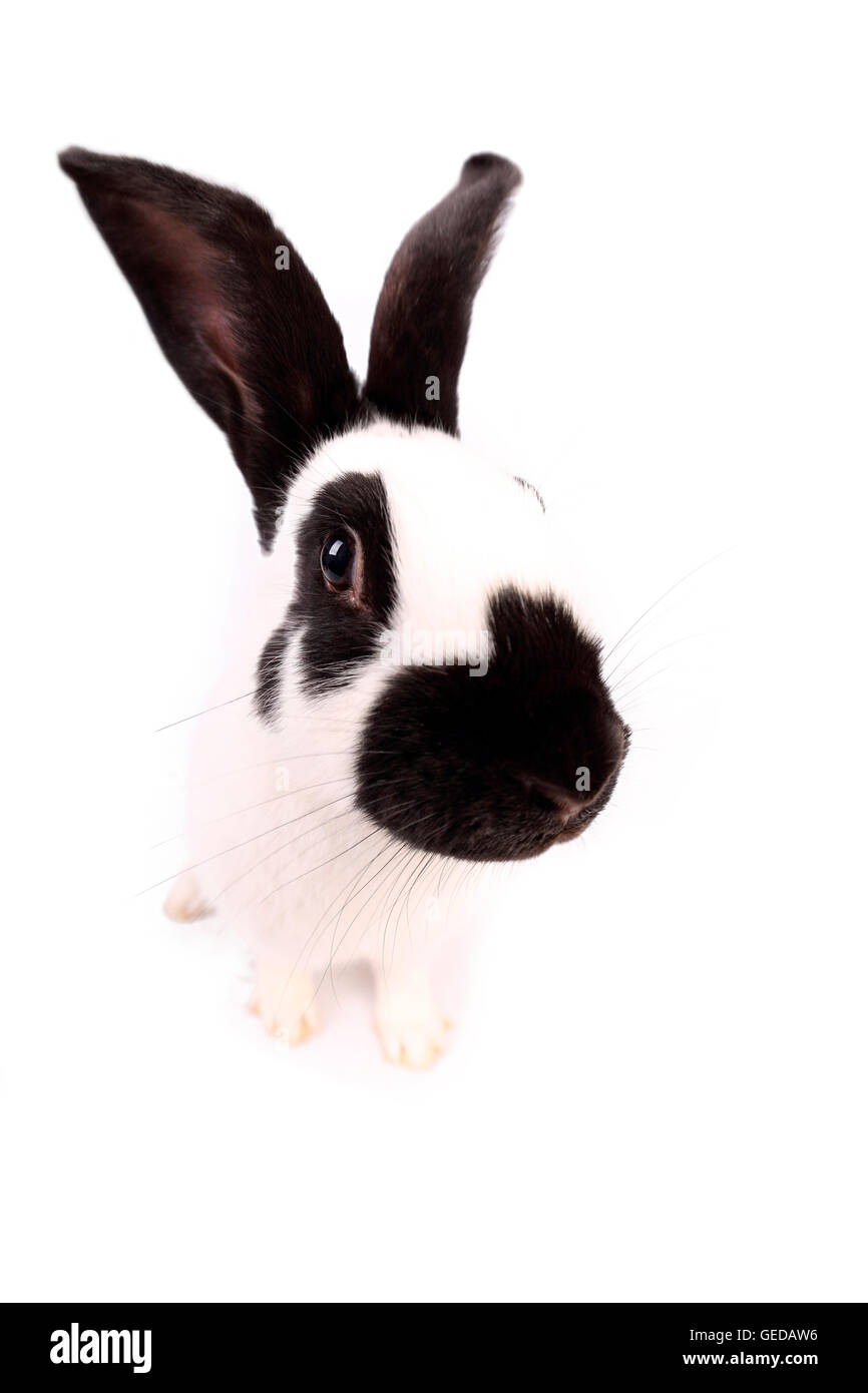 German Giant Rabbit seen head-on. Studio picture against a white ...
