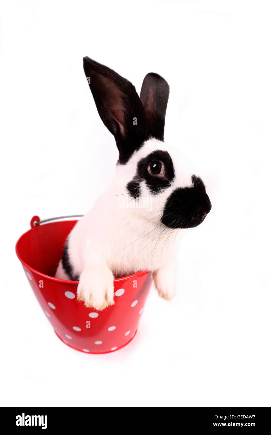 German Giant Rabbit in a red bucket with white polka dots. Studio ...