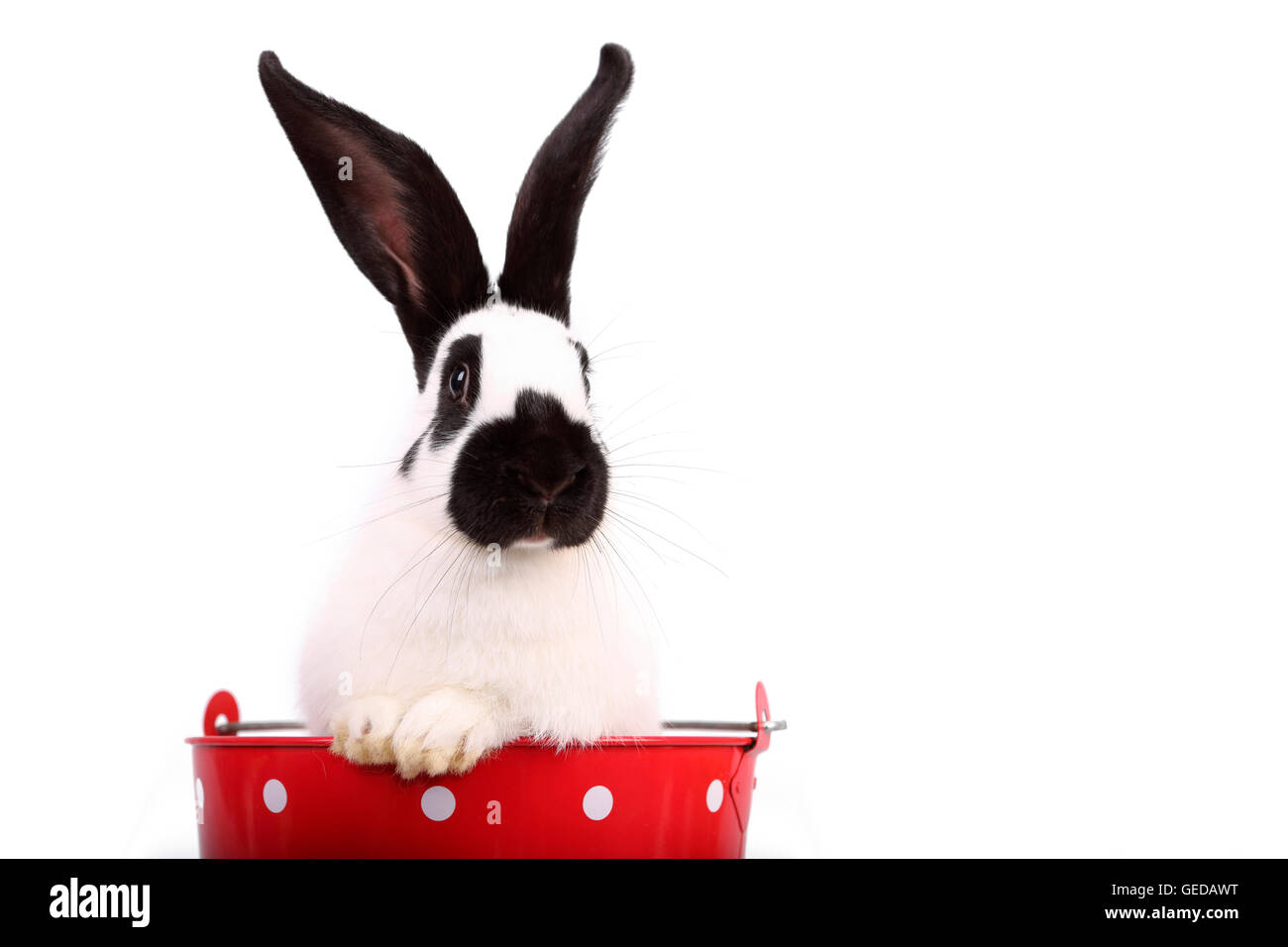 German Giant Rabbit in a red bucket with white polka dots. Studio ...