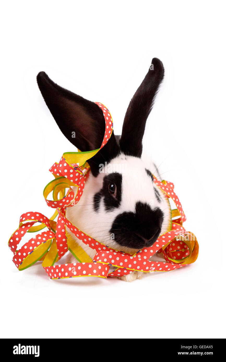 German Giant Rabbit with colorful paper streamers. Studio picture ...
