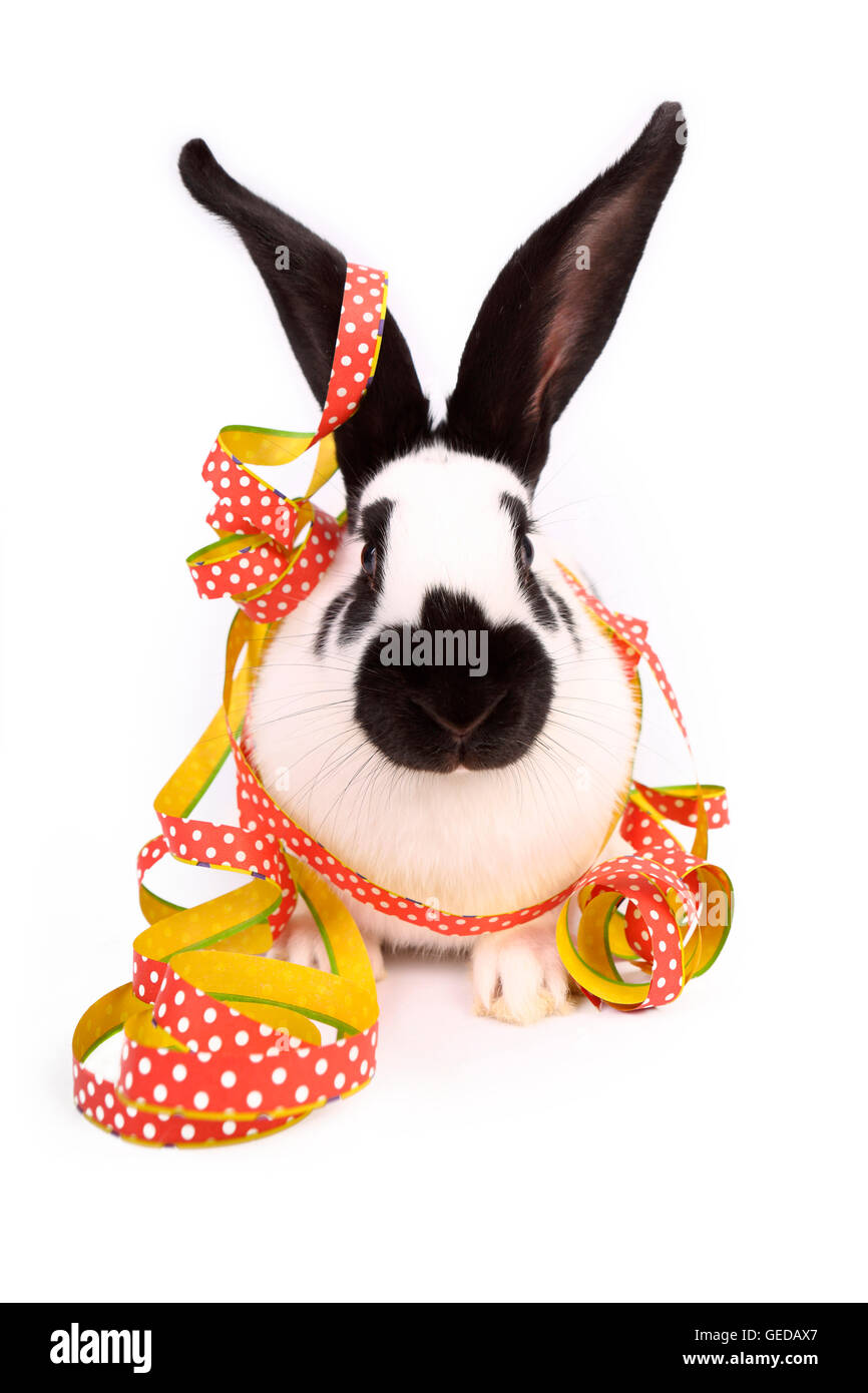 German Giant Rabbit with colorful paper streamers. Studio picture ...