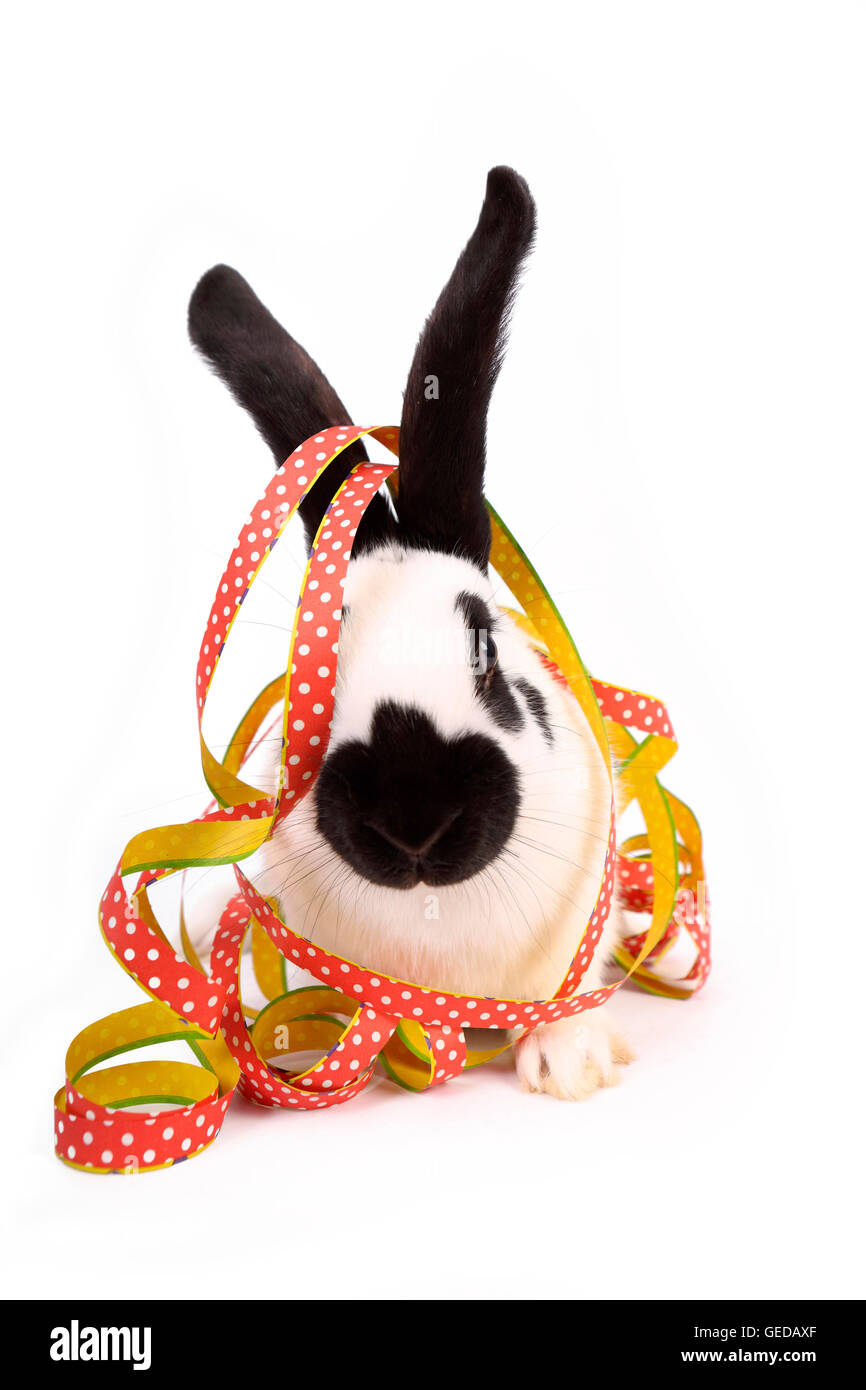 German Giant Rabbit with colorful paper streamers. Studio picture ...