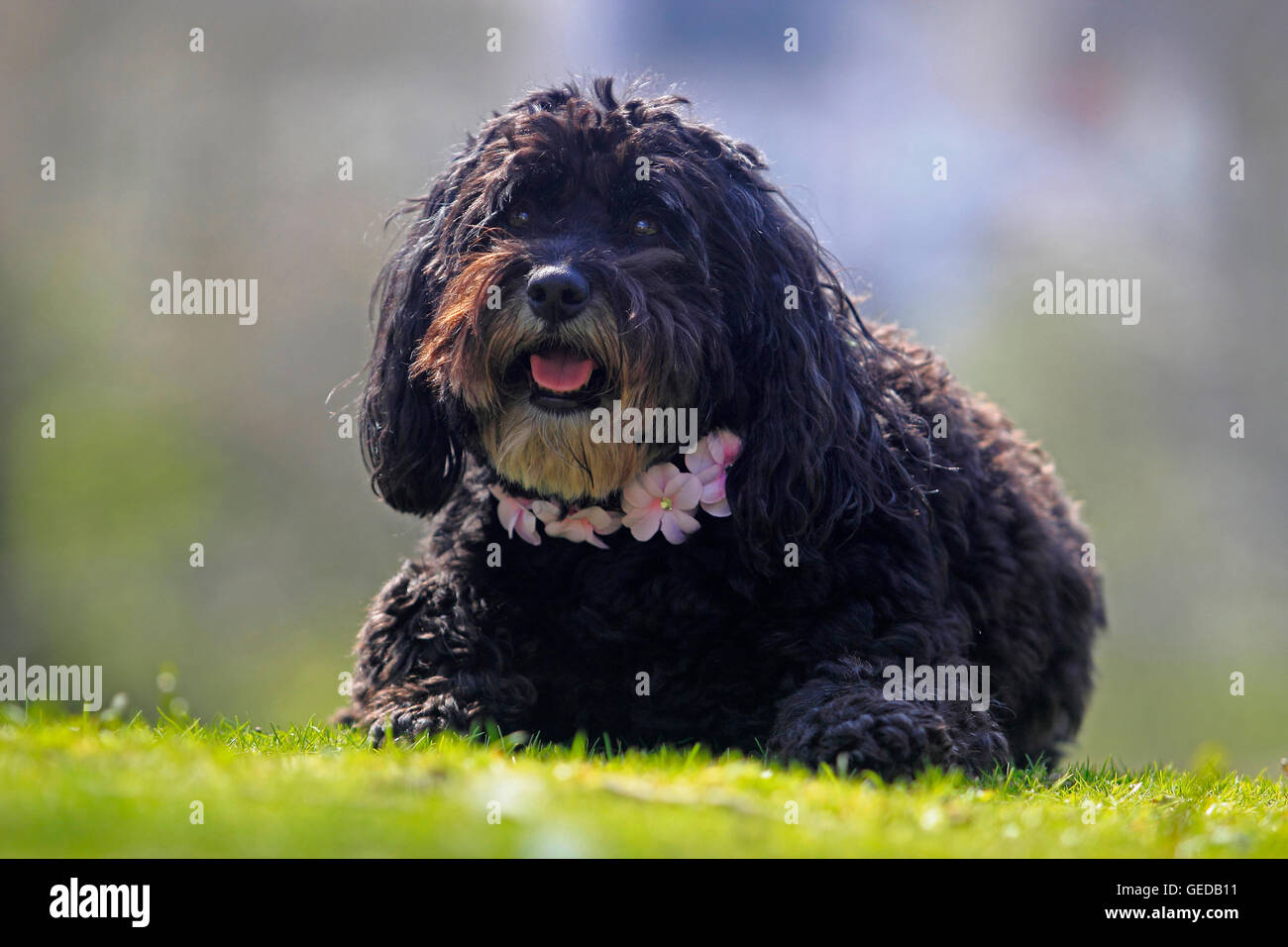 Mixed-breed dog (Poodle x Bouvier des Flandres) lying on a lawn. Germany Stock Photo - Alamy