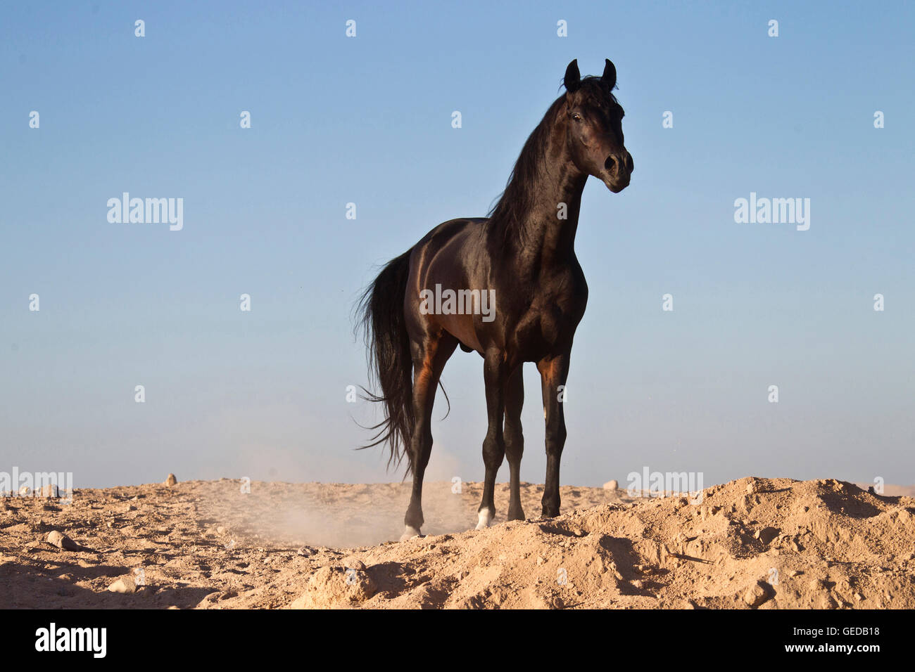 Purebred Arabian Horse. Bay stallion standing in the desert Stock Photo ...