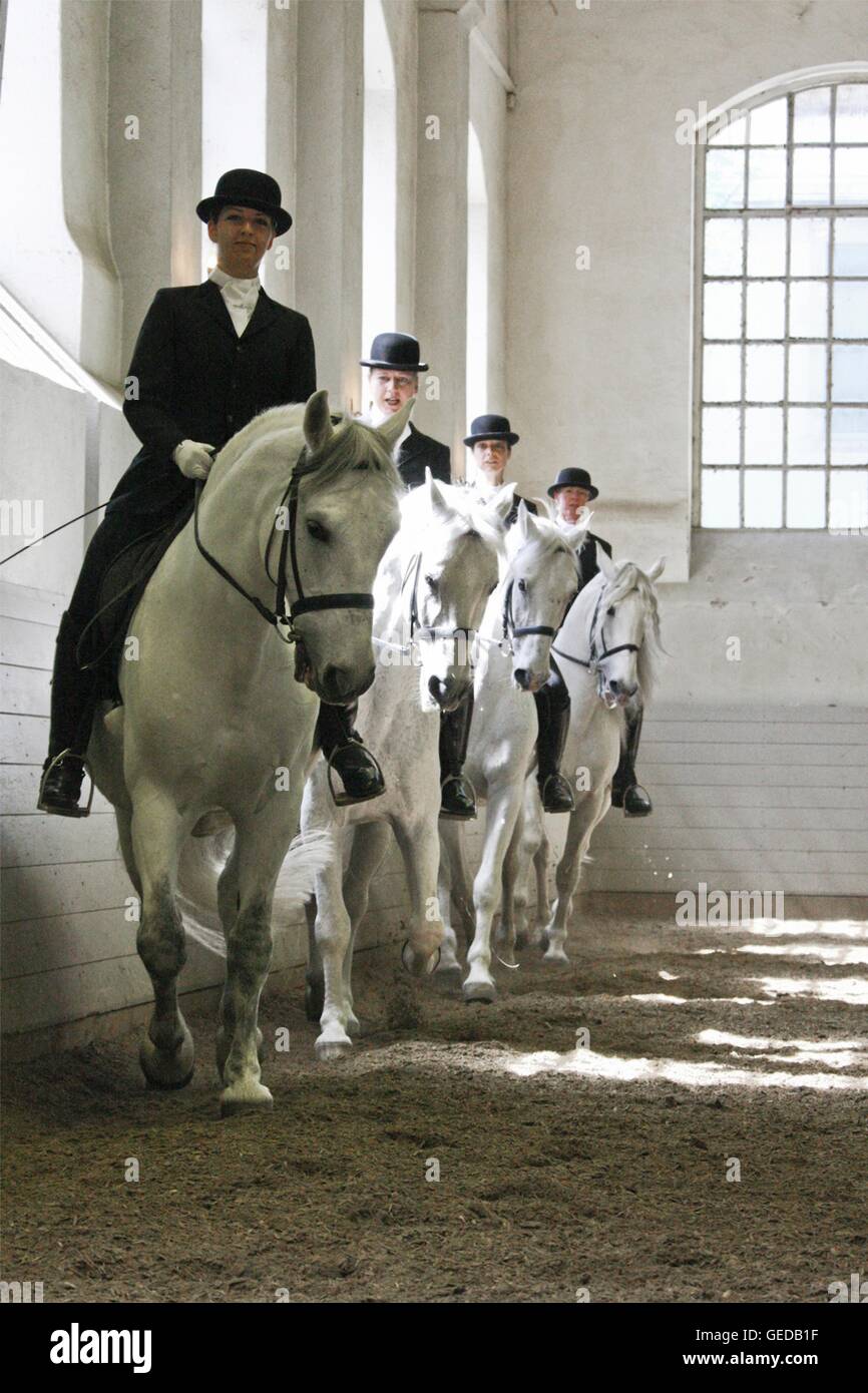 Lipizzan Horse. Stallions with riders performing a dressage quadrille ...