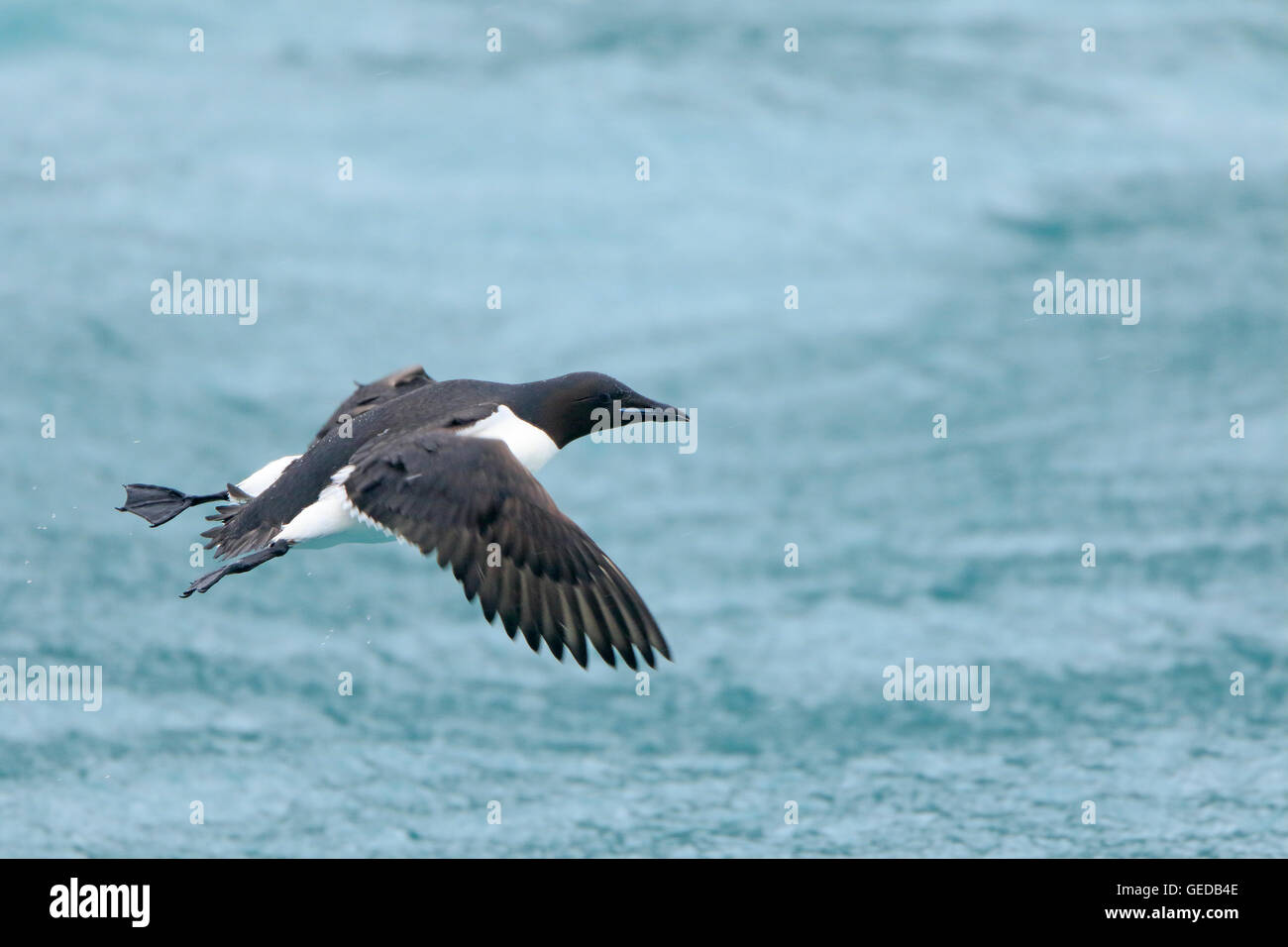 Brunnich's Guillemot in flight in the arctic Stock Photo - Alamy