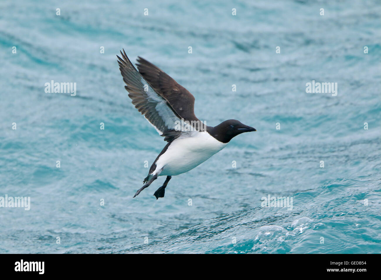 Brunnich's Guillemot in flight Stock Photo - Alamy
