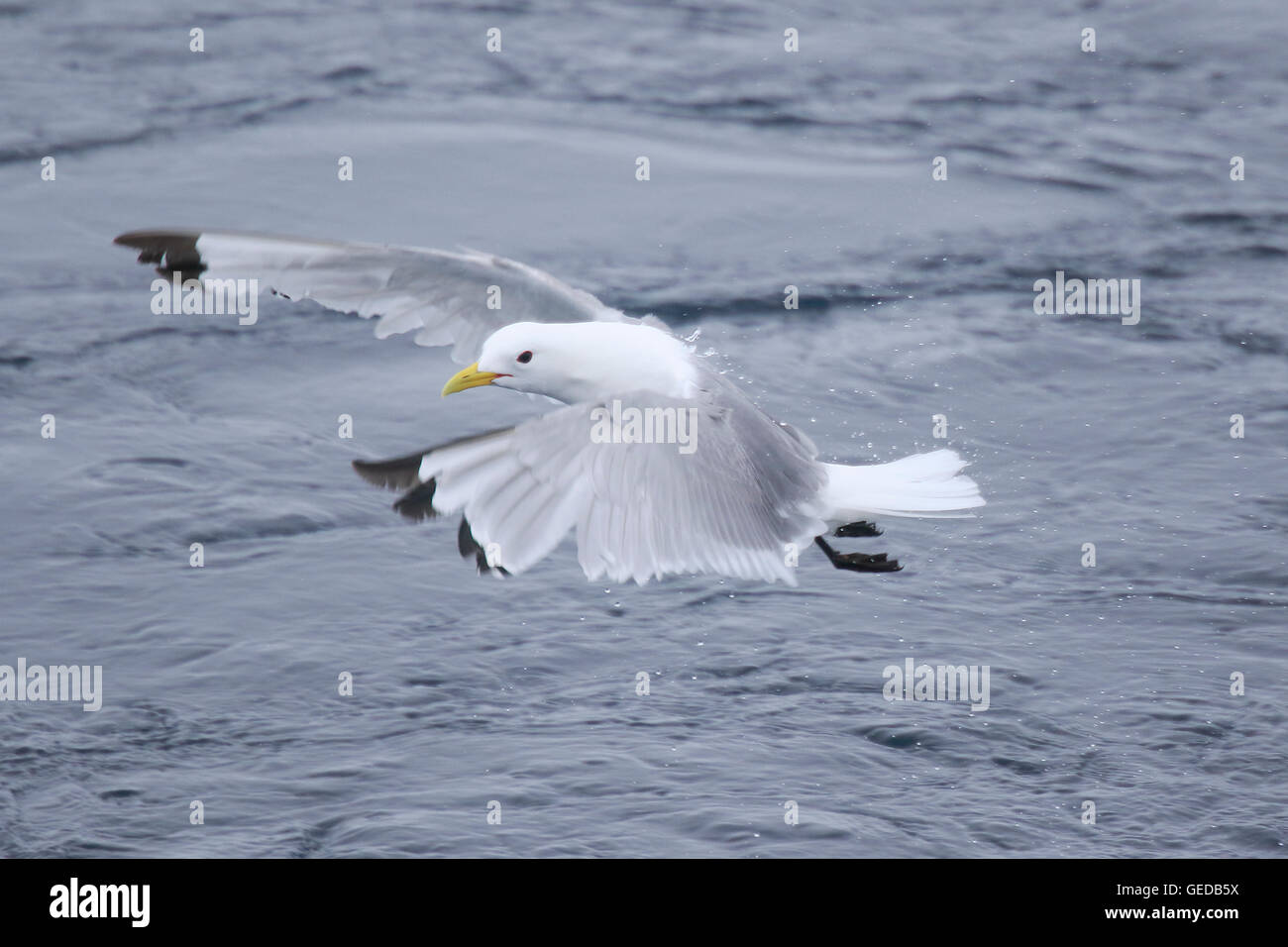 Adult Black Legged Kittiwake in flight Stock Photo - Alamy