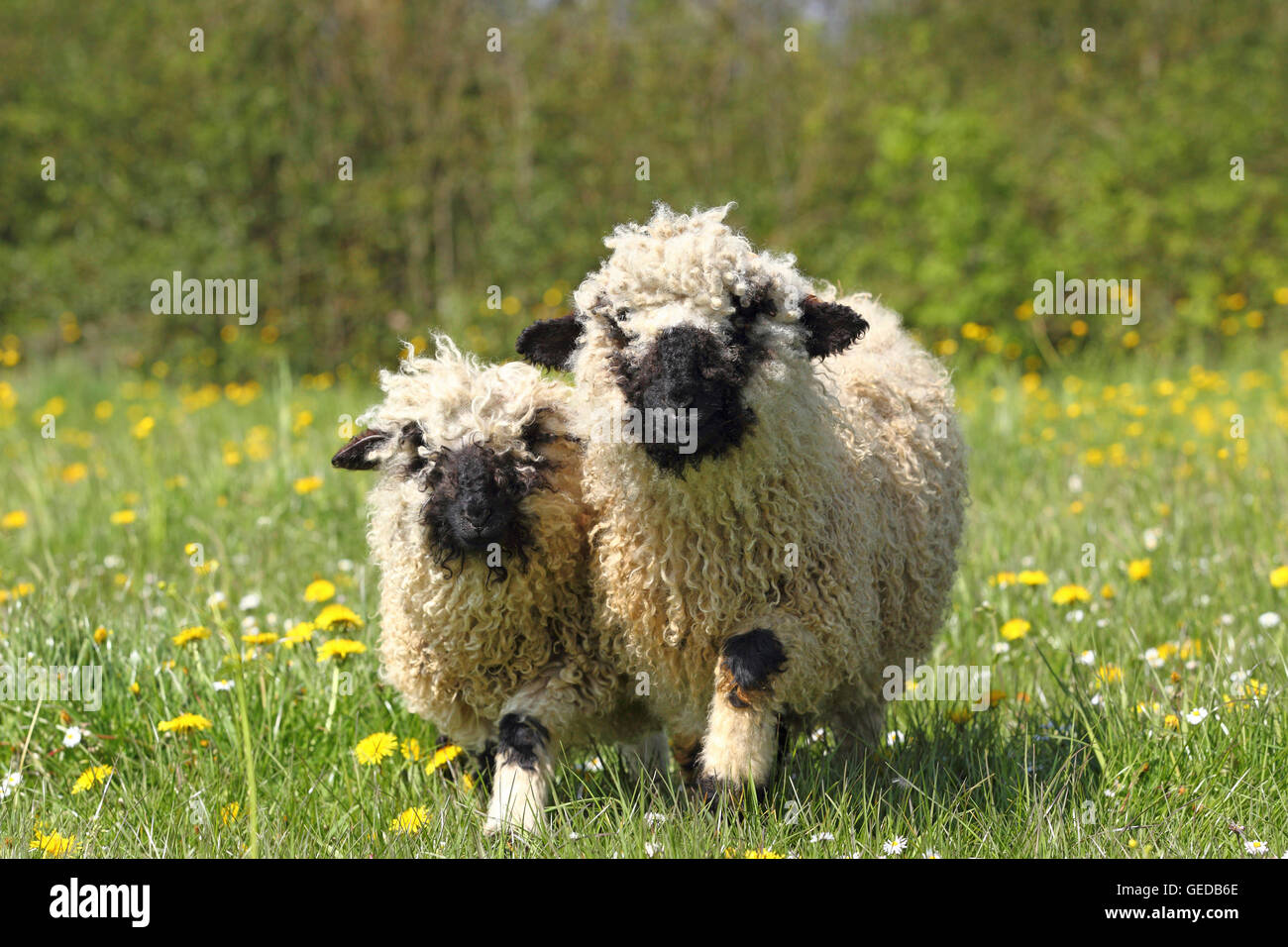 Valais Blacknose Sheep. Ewe and lamb on a flowering meadow. Germany ...