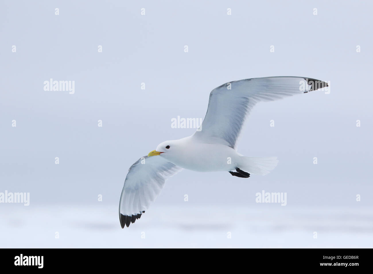 Adult Black Legged Kittiwake in flight Stock Photo - Alamy