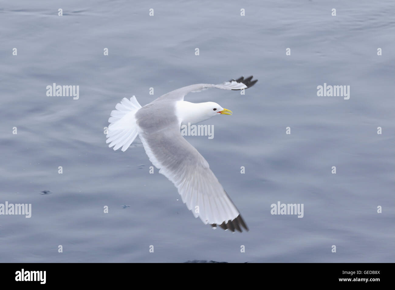Svalbard flying kittiwake hi-res stock photography and images - Alamy