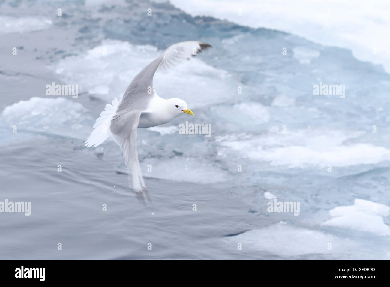 Svalbard flying kittiwake hi-res stock photography and images - Alamy
