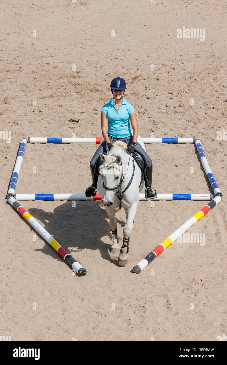 Arab-Haflinger Horse with rider doing trot pole exercises. Germany ...