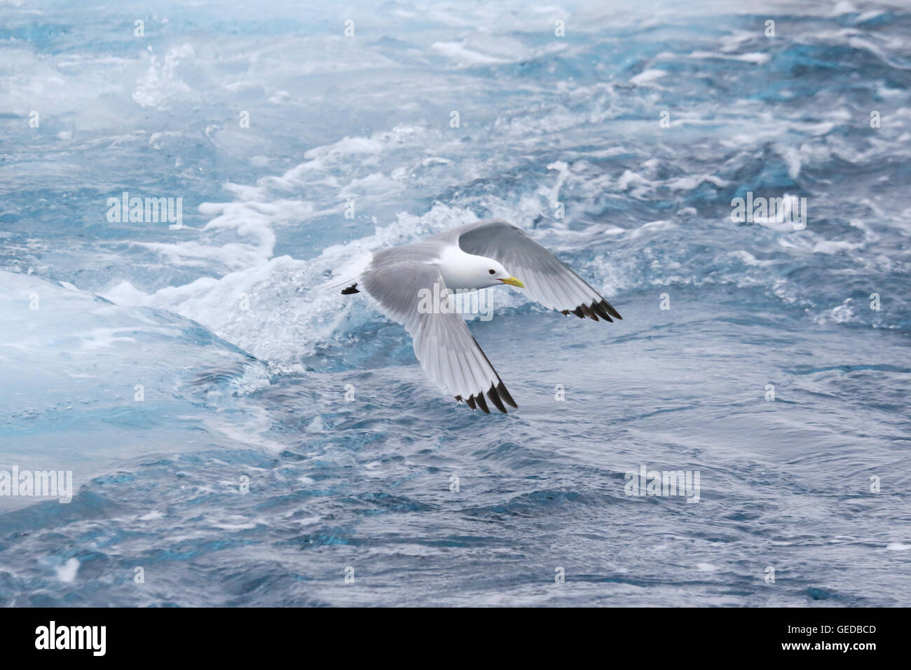 Adult Black Legged Kittiwake in flight Stock Photo - Alamy