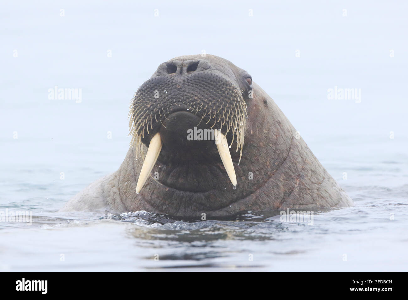 Female walrus hi-res stock photography and images - Alamy