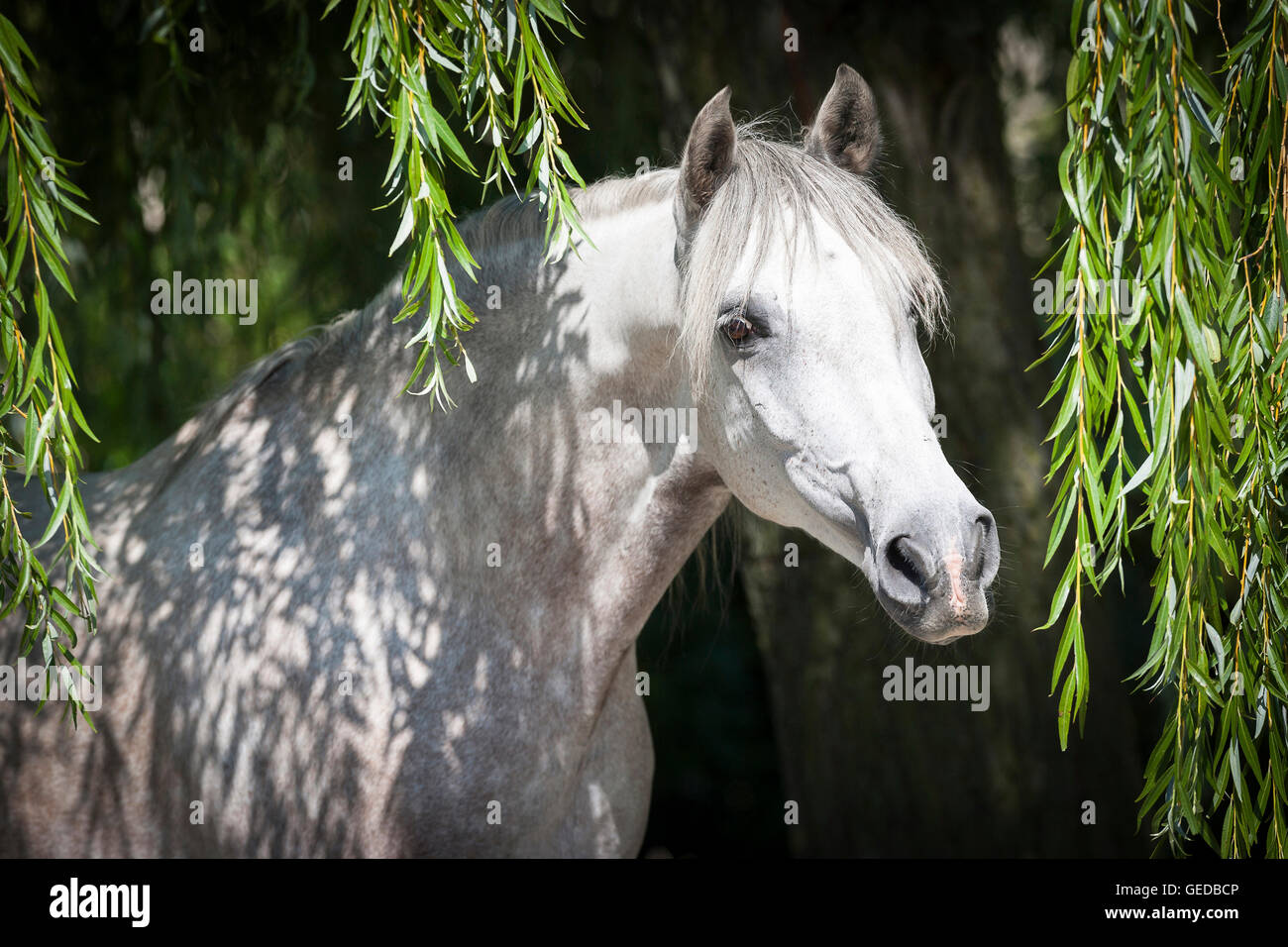 Lusitano. Portrait of gray gelding amongst weeping willow twigs ...
