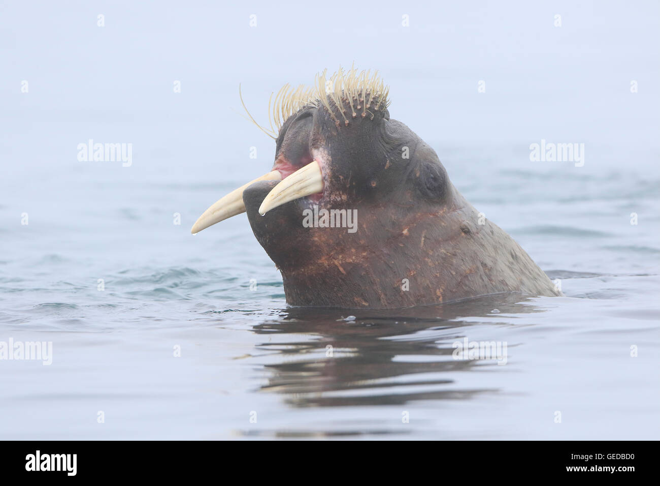 Female walrus hi-res stock photography and images - Alamy