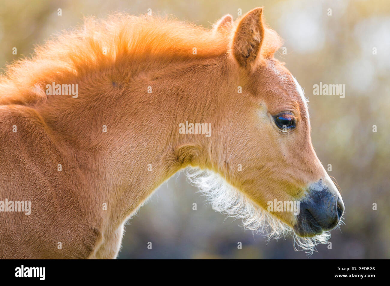 Welsh section b hi-res stock photography and images - Alamy