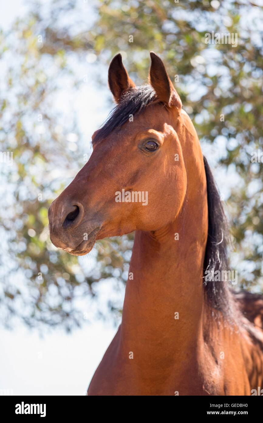Barb Horse. Portrait of bay stallion. Tunisia Stock Photo - Alamy