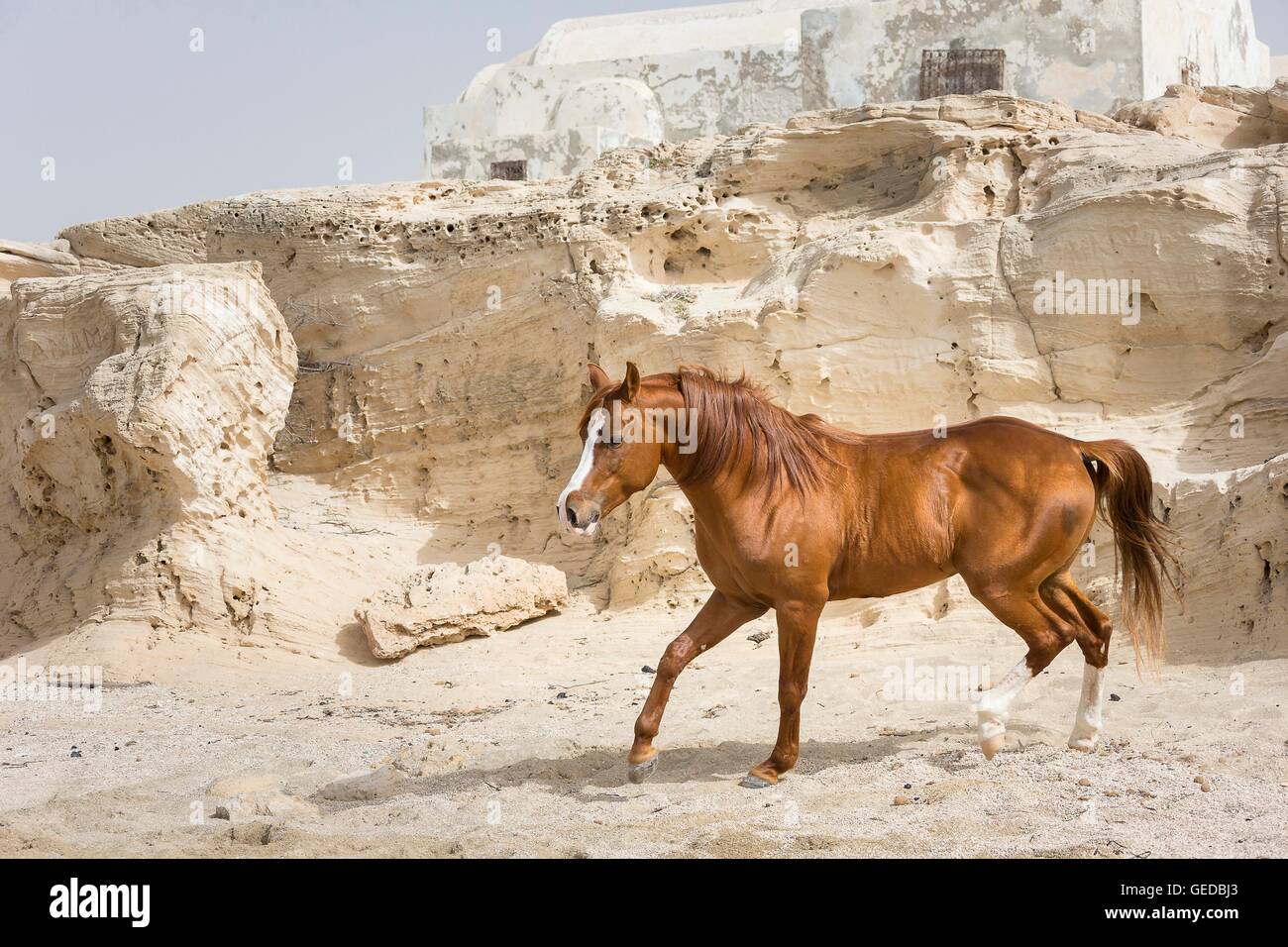 Arab Horse. Chestnut stallion walking on a beach with rocks in ...