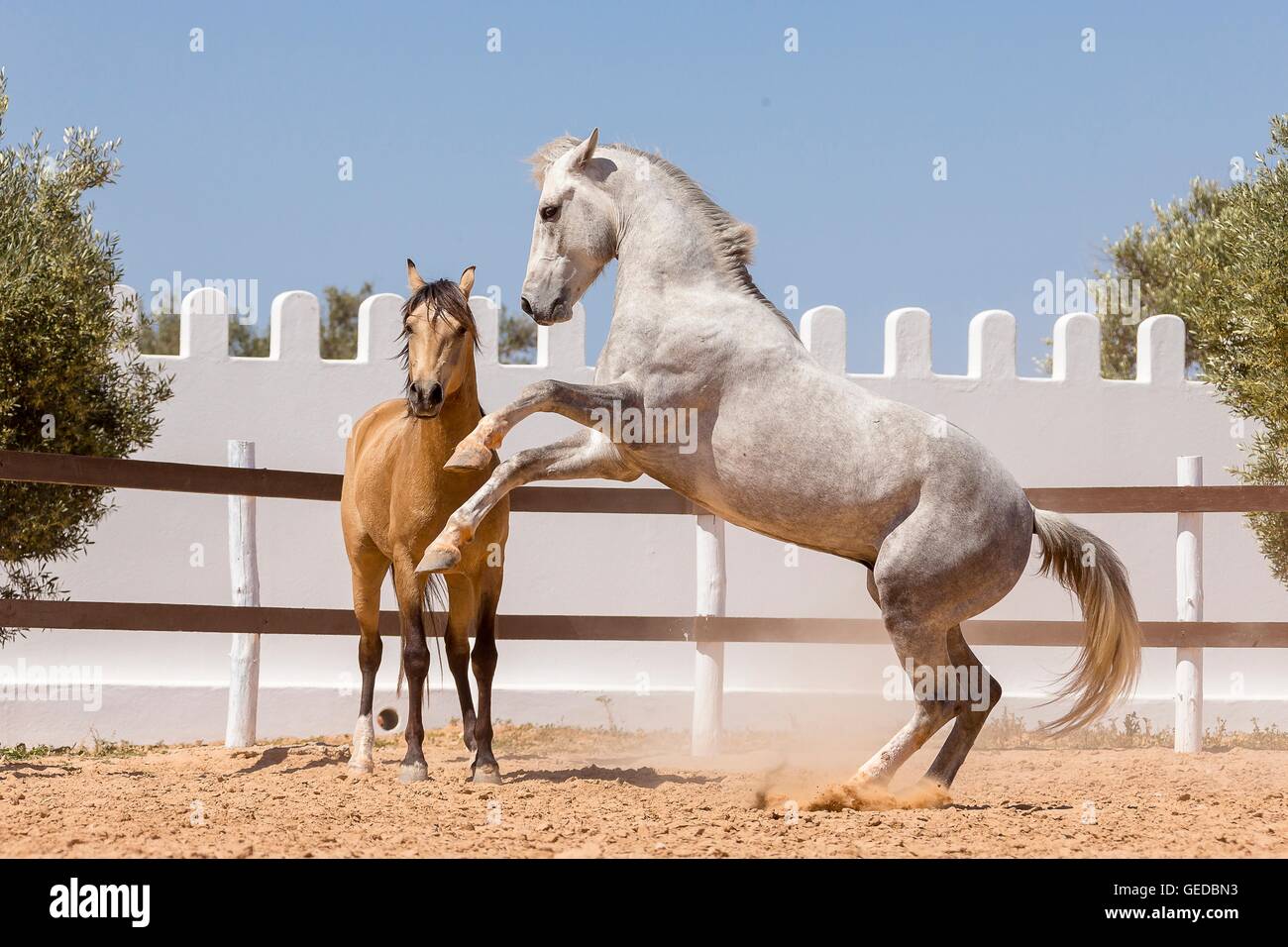 Arabian-Barb and Barb Horse. Two young stallions (gray and dun ...