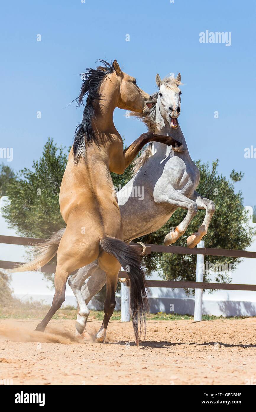 Arabian-Barb and Barb Horse. Two young stallions (gray and dun ...