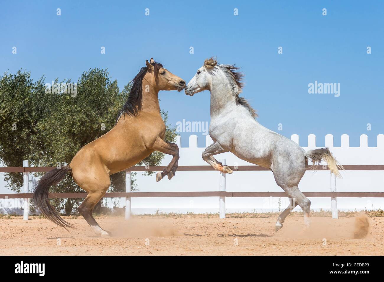 Arabian-Barb and Barb Horse. Two young stallions (gray and dun ...