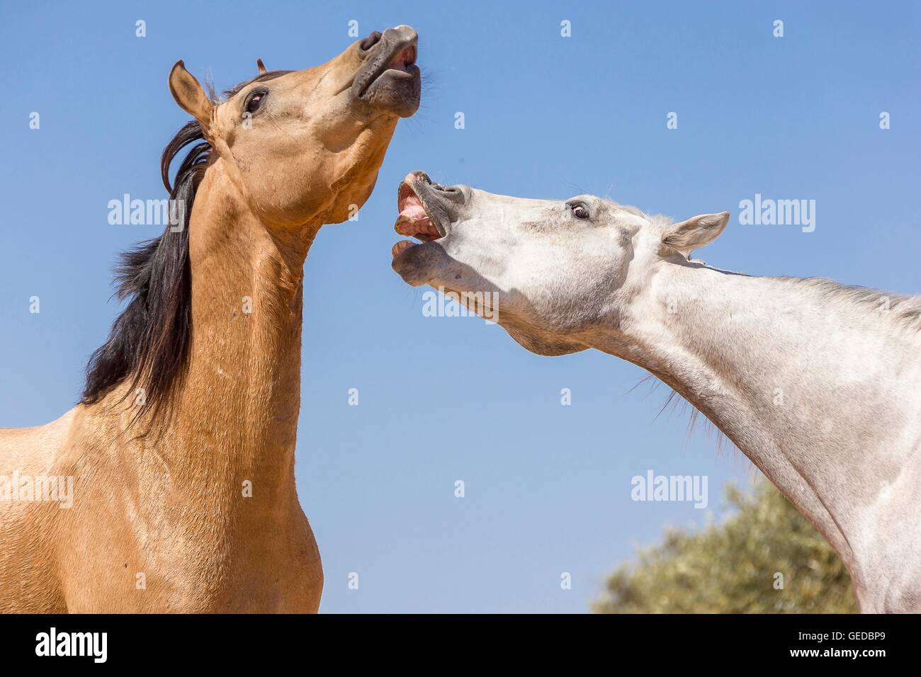 Arabian-Barb and Barb Horse. Two young stallions (gray and dun ...