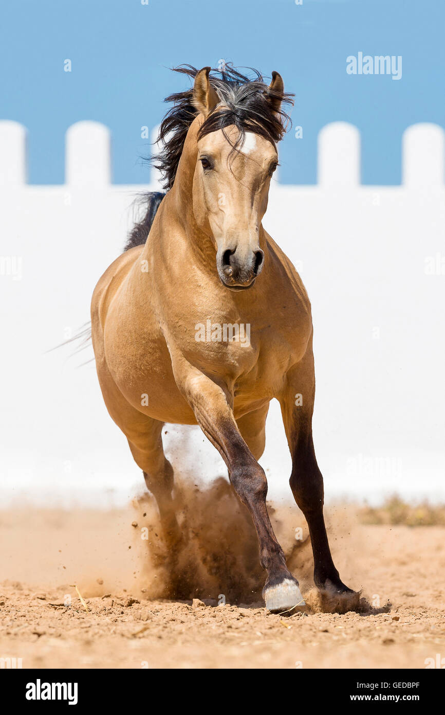 Arab barb horse galloping hi-res stock photography and images - Alamy