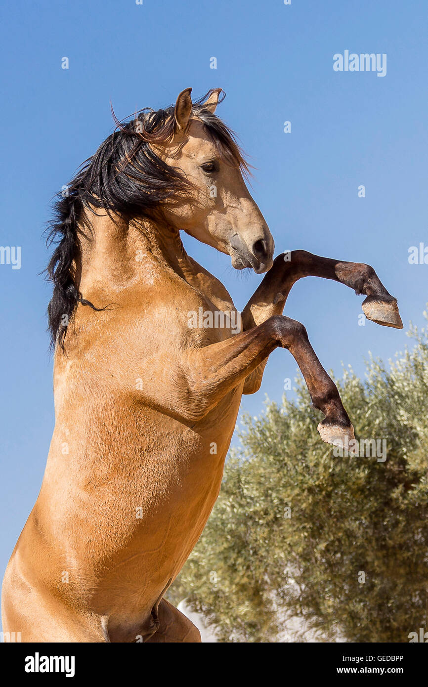 Dun Arabian Horse