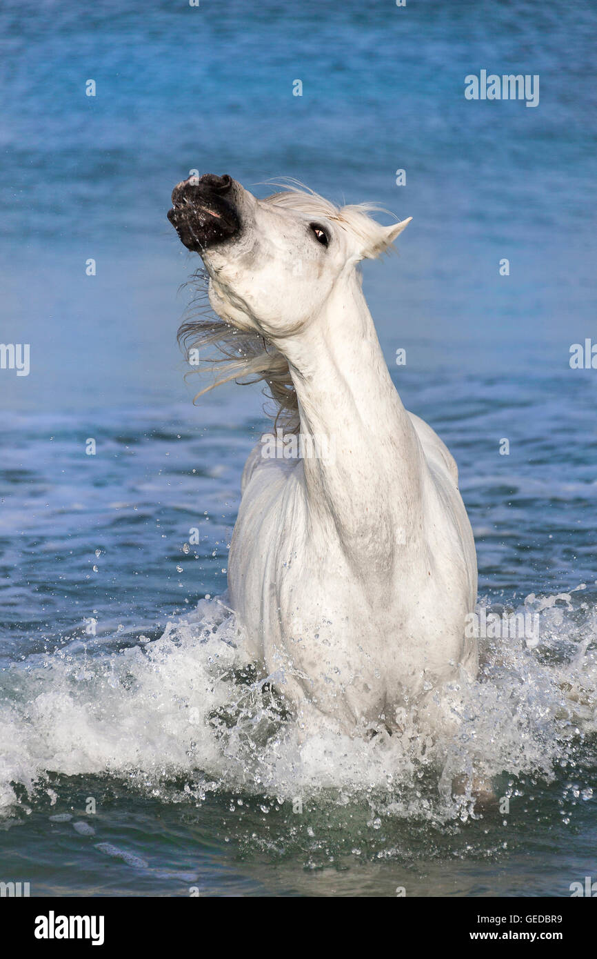 Arab-Barb. Gray stallion standing in surf, showing display behavior by ...