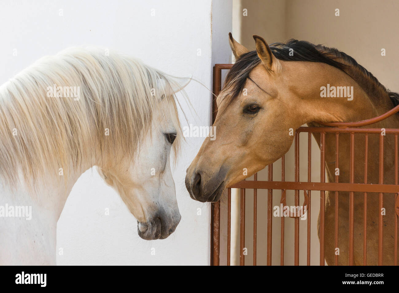 Two horse heads hi-res stock photography and images - Alamy