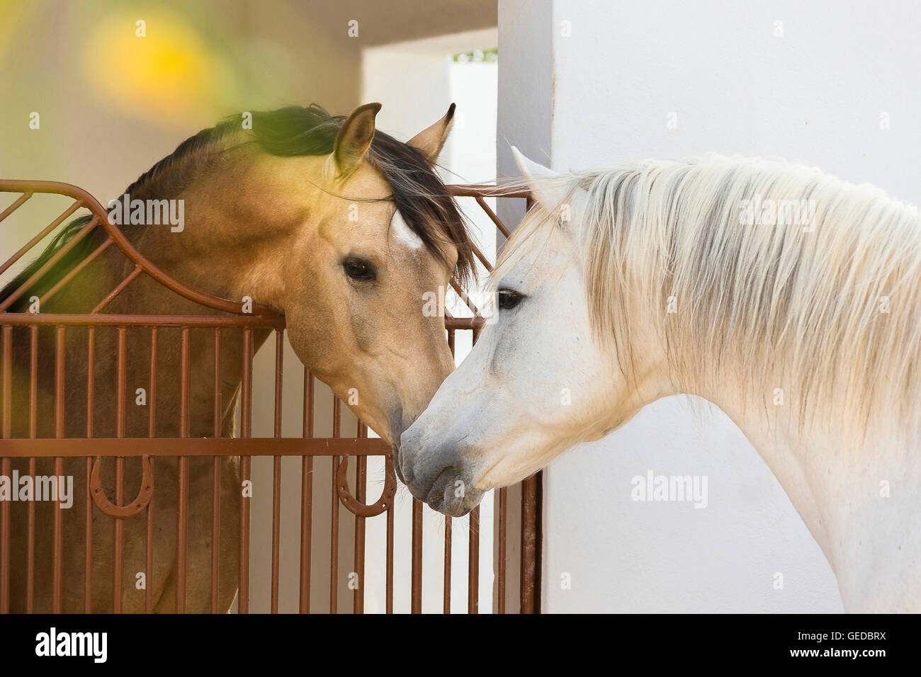 Two horse heads hi-res stock photography and images - Alamy