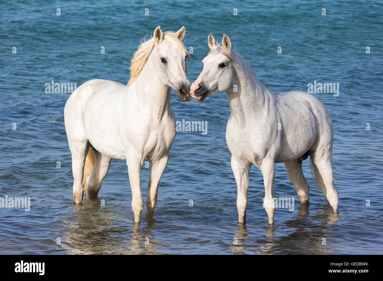 Arab and Barb Horse. Pair of gray stallions standing in shallow water ...
