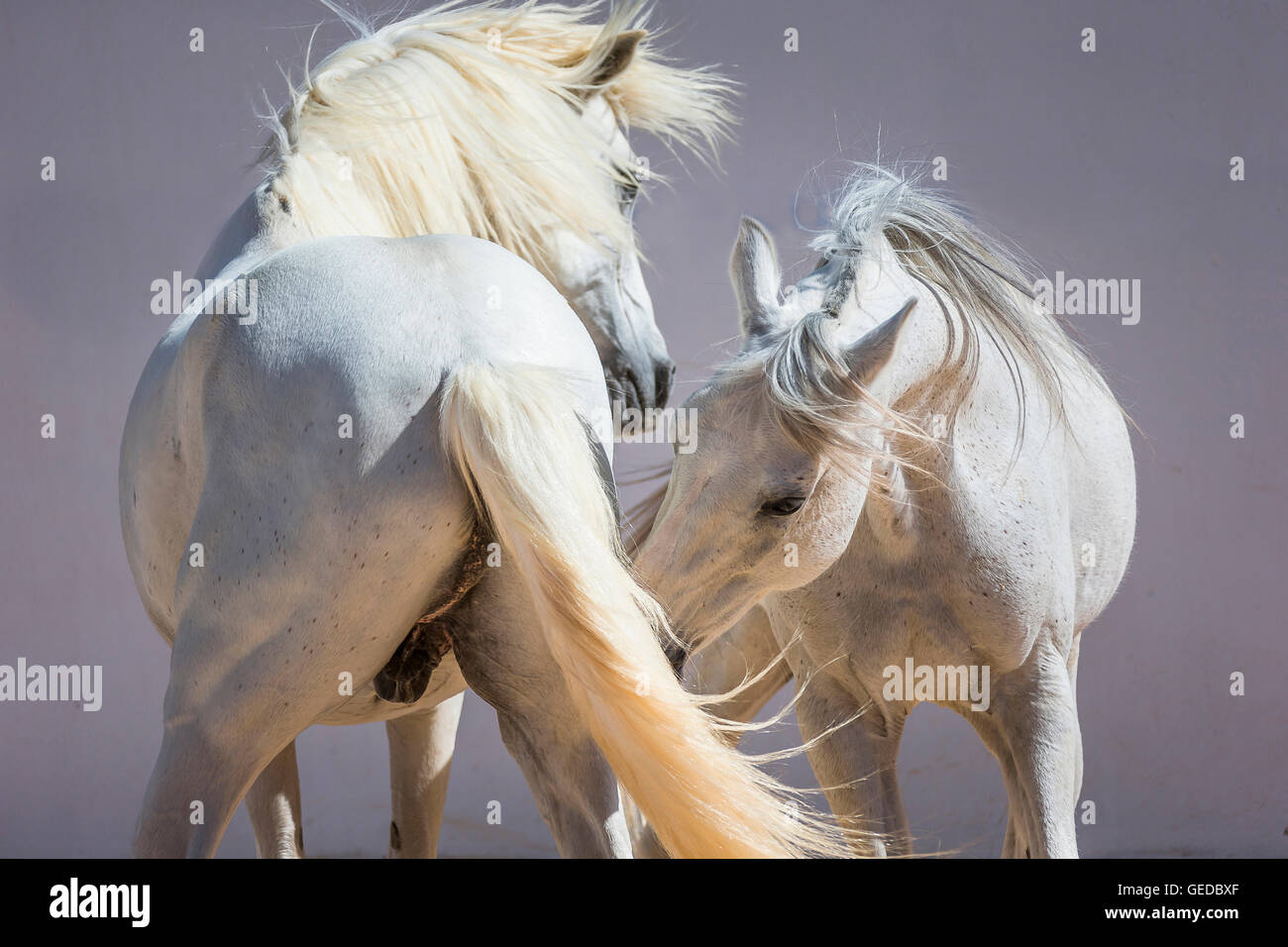 Arabian barb horse two stallions hi-res stock photography and images ...