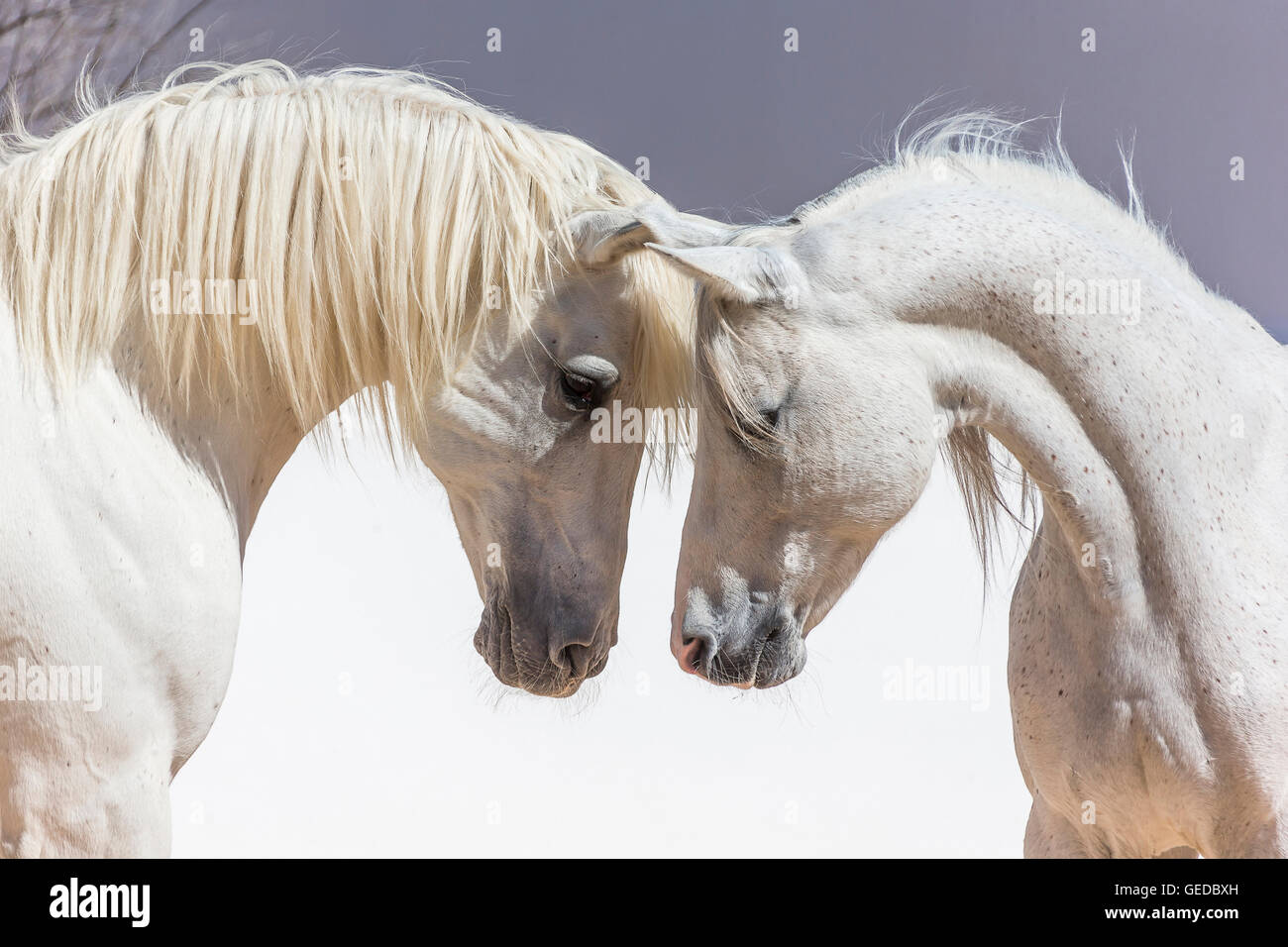 Arabian and Barb Horse. Two gray stallions with their heads together ...