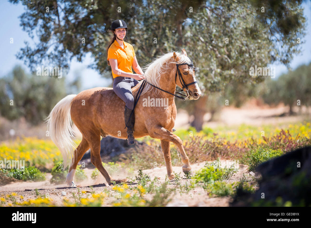 Barb Horse. Rider on palomino stallion galloping in a flowering landsacpe. Tunisia Stock Photo ...