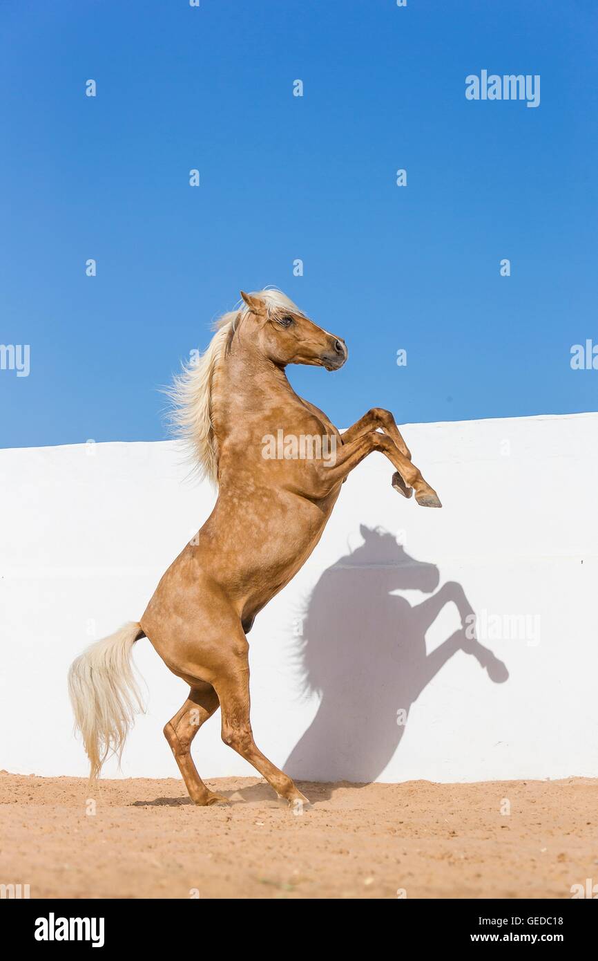 Barb Horse. Palomino stallion rearing in a paddock. Tunisia Stock Photo ...