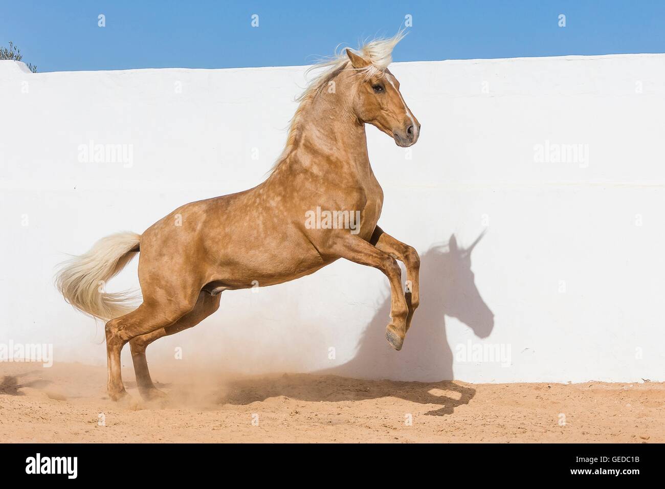 Barb Horse. Palomino stallion jumping in a paddock. Tunisia Stock Photo ...
