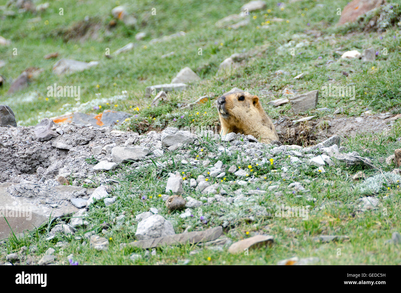 Marmota himalayana hi-res stock photography and images - Alamy