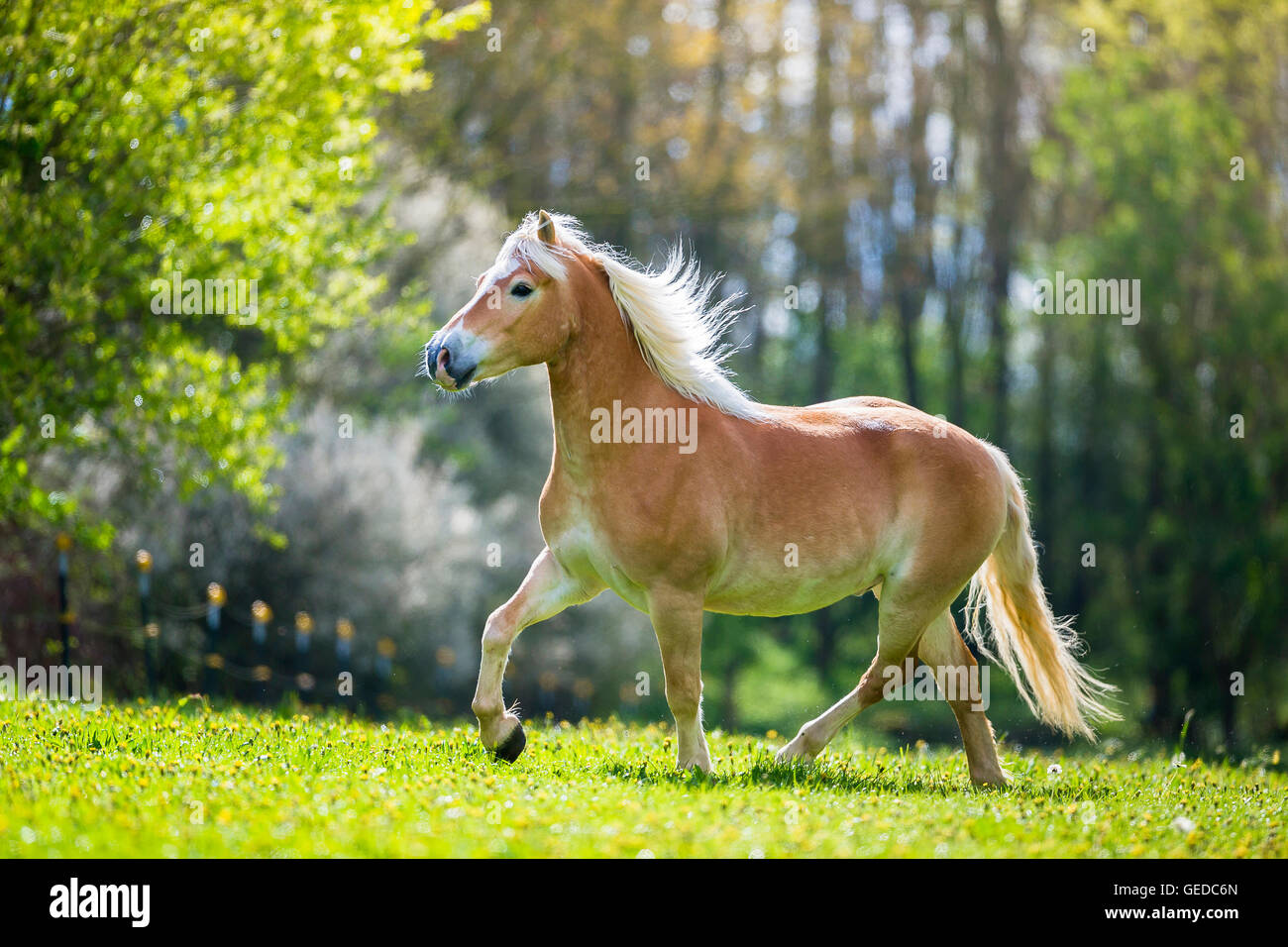 Haflinger Horse. Gelding trotting on a pasture in spring. Germany Stock ...