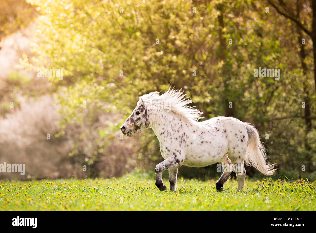 Shetland Pony. Leopard-spotted gelding trotting on a pasture. Germany ...
