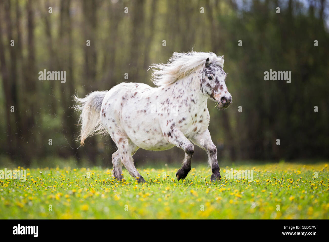Shetland Pony. Leopard-spotted gelding galloping on a pasture. Germany ...