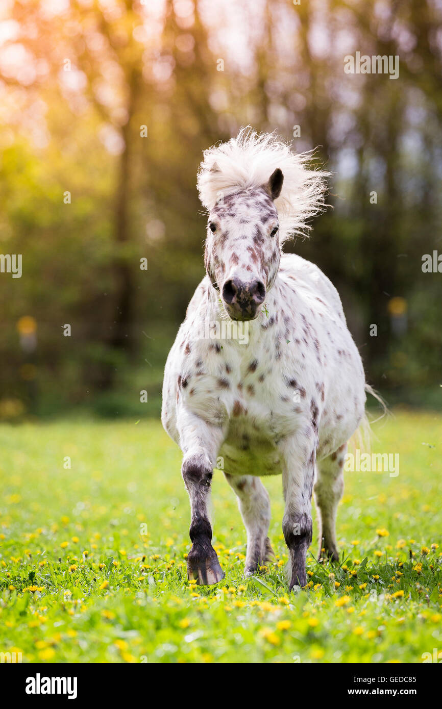 Shetland Pony. Leopard-spotted gelding galloping on a pasture. Germany ...