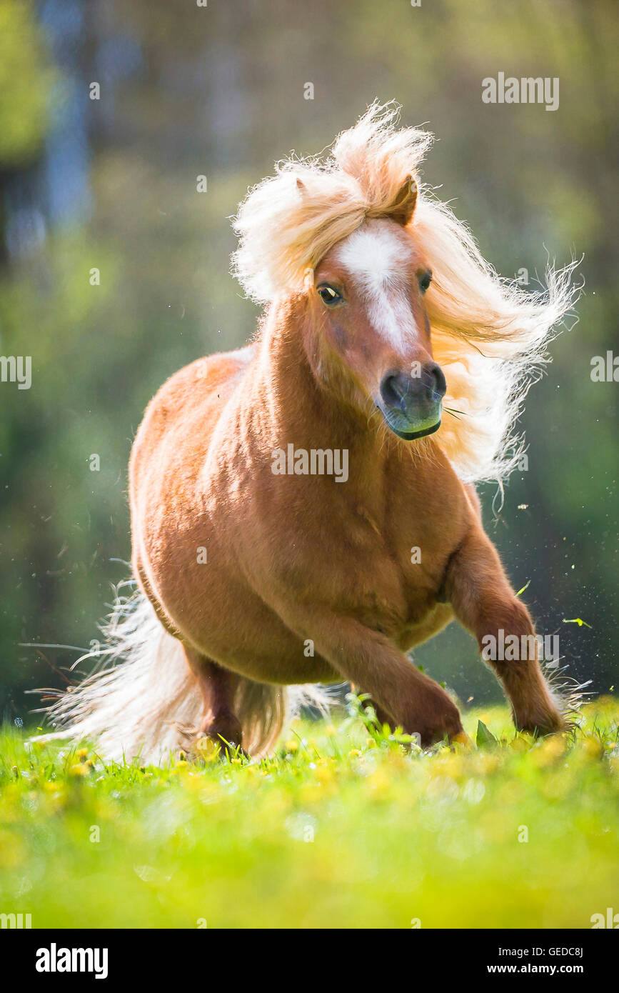 Shetland Pony. Chestnut gelding galloping on a pasture. Germany Stock ...