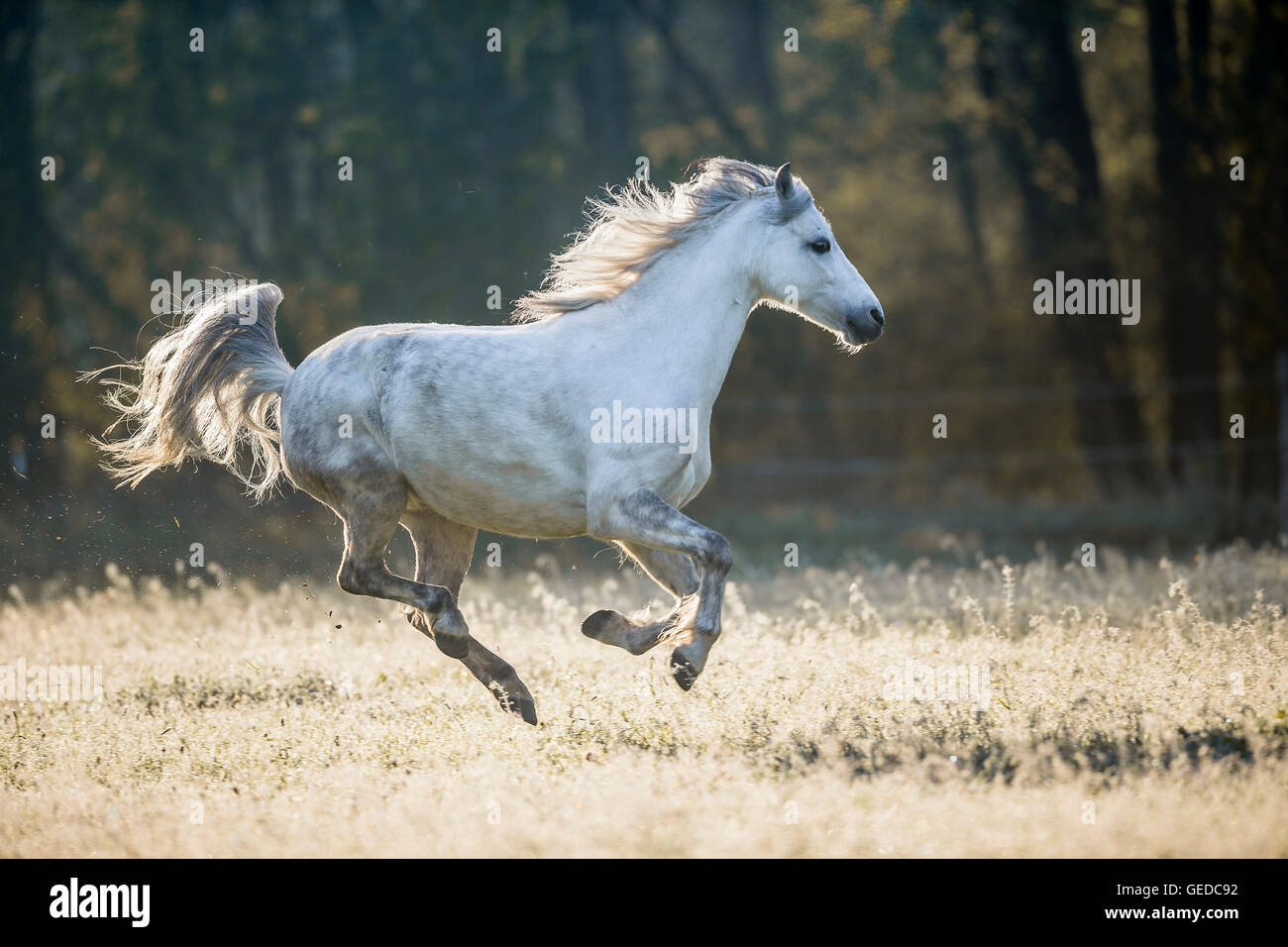 Welsh Pony (Section B). Gray mare galloping on a pasture. Germany Stock ...