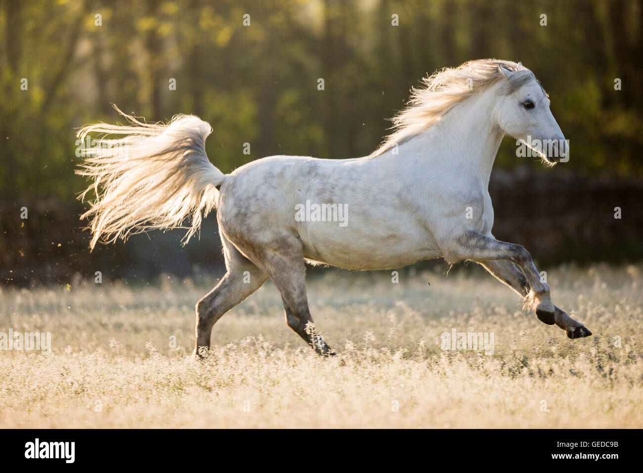 Welsh Pony (Section B). Gray mare galloping on a pasture. Germany Stock ...