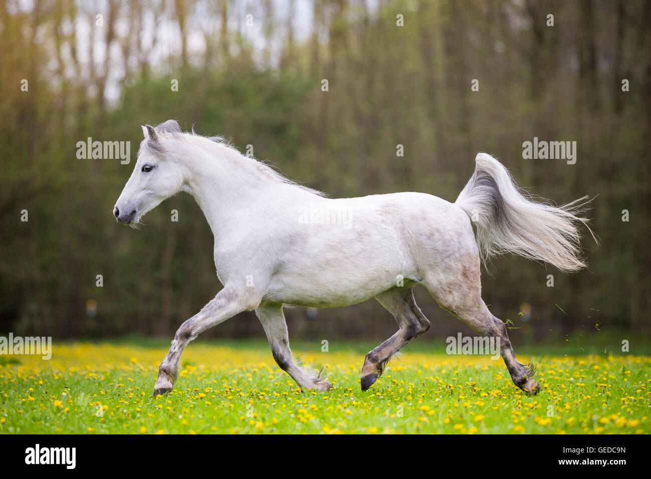 Welsh Pony (Section B). Gray mare trotting on a pasture. Germany Stock ...